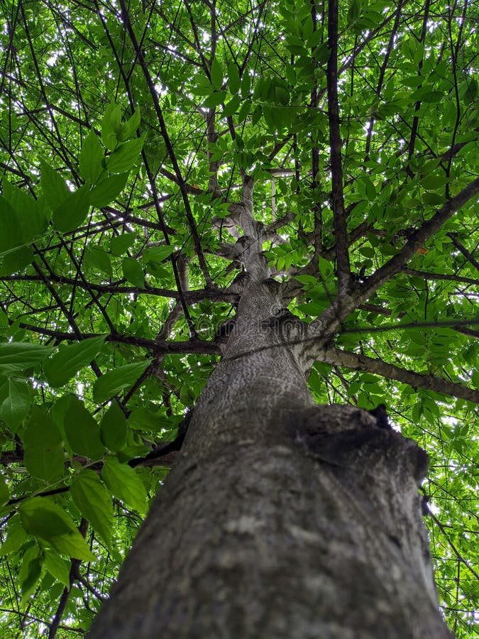 A Large Jam Tree with Spreading Branches and Green Leaves Stock Photo ...