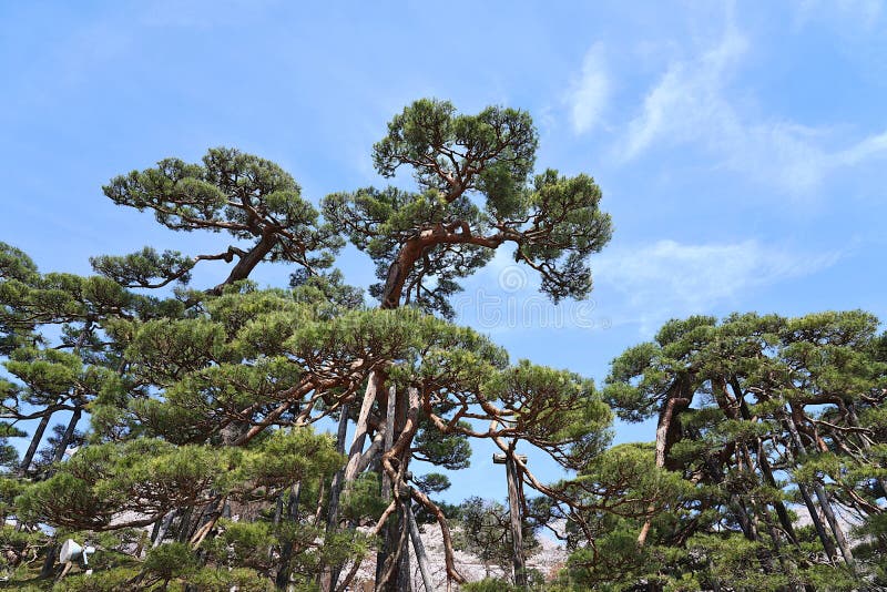 A Large Japanese Pine Tree. Stock Photo - Image of japan, environment ...