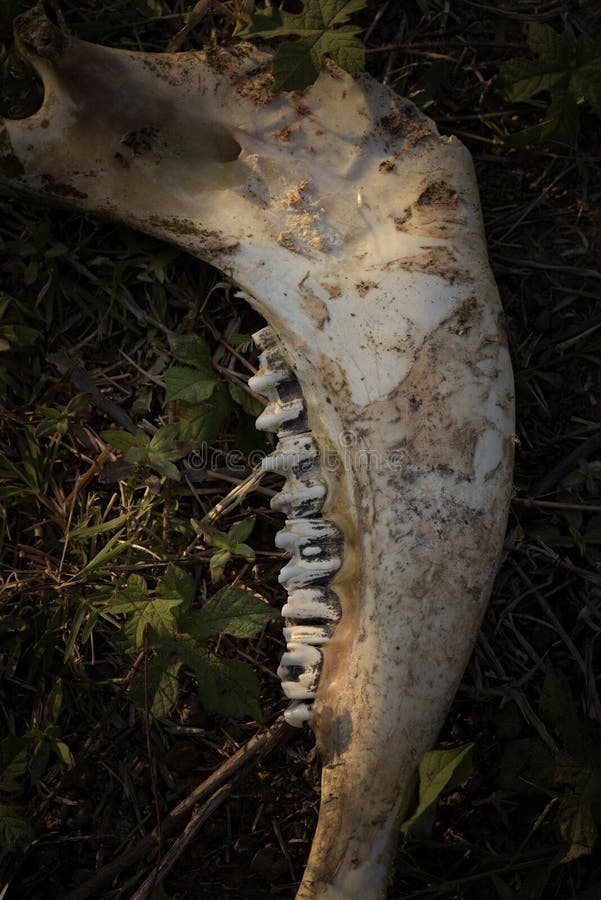 Large Jaw Bone with Large Teeth Found in Tropical Field with Bite Marks ...