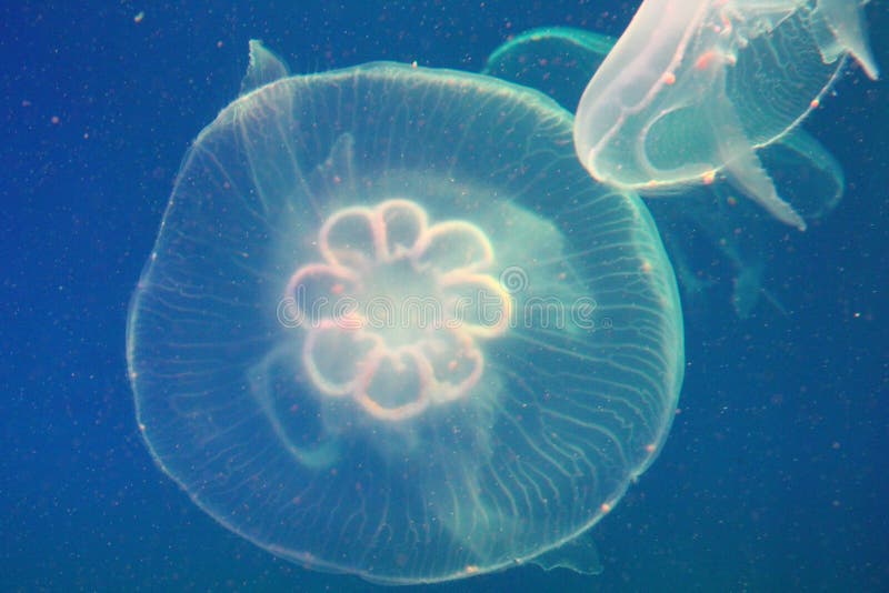 Large Jellyfish in Blue and Clear Sea Water Stock Image - Image of ...