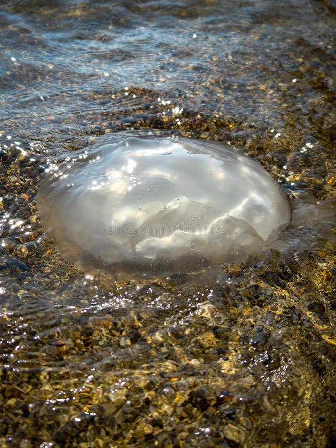 Large Jellyfish Shallow Water Pebble Beach Stock Photos - Free ...