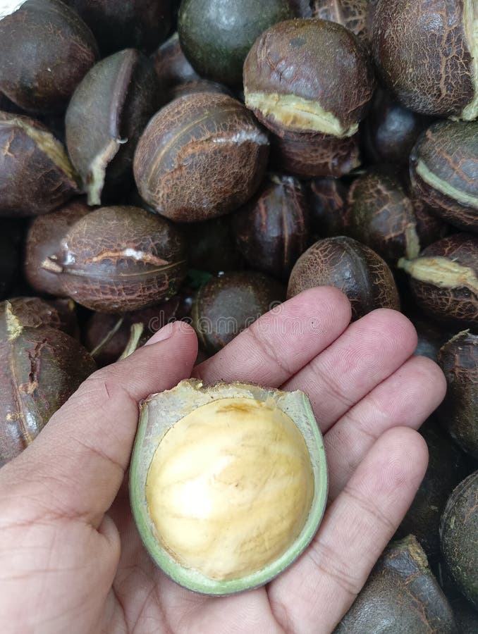 Large Jengkol is the Most Delicious when Cooked in Typical Indonesian ...