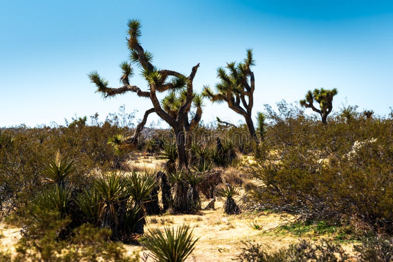 Large Beautiful Joshua Tree Formations Stock Photo - Image of natural ...