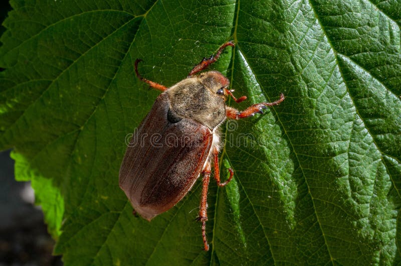 Large June Bug Creeps on a Plant. Stock Photo - Image of plant ...