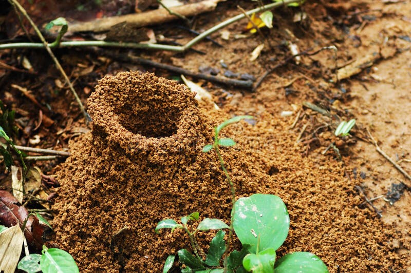 Anthill, ant house stock image. Image of anthill, colony - 4665853