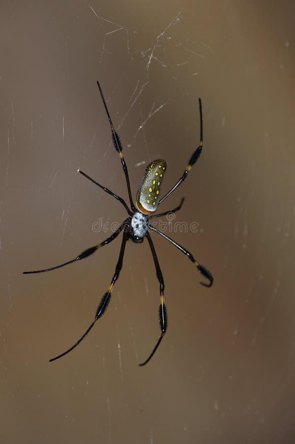Large Jungle Spider, Costa Rica Stock Photo - Image of ambush, black ...