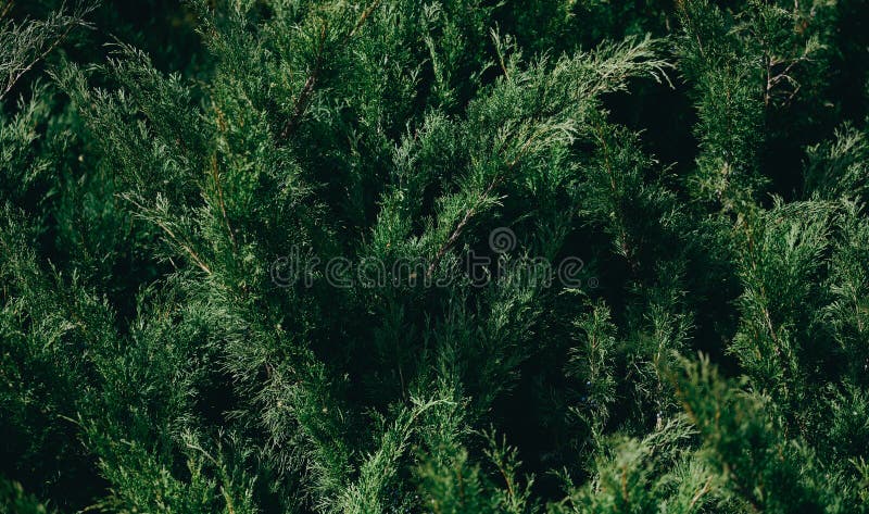 Large Juniper Bush Cossack Spring Day Stock Photo - Image of nature ...