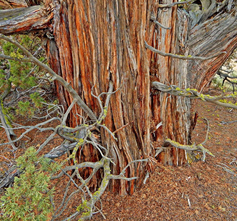 Rotund Specimen stock image. Image of juniper, natural - 214982985
