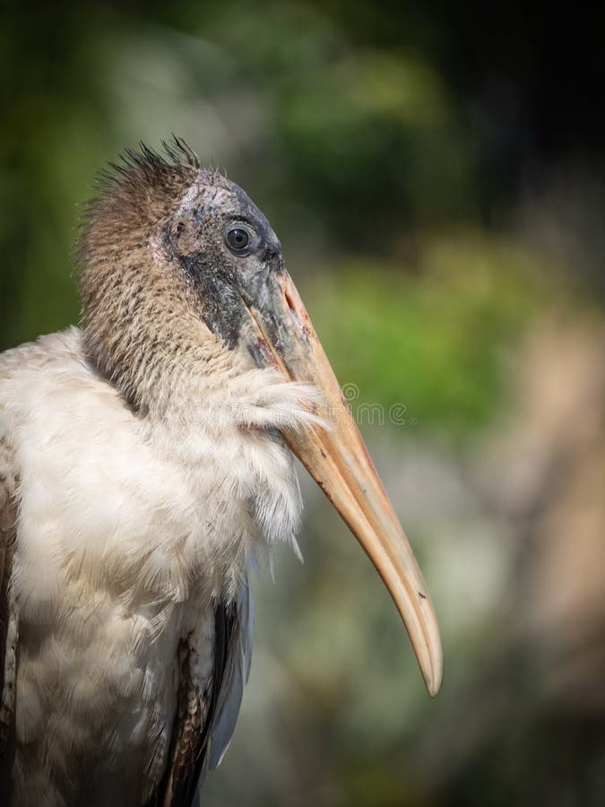 Large Juvenile wood stork stock image. Image of appearance - 212360313