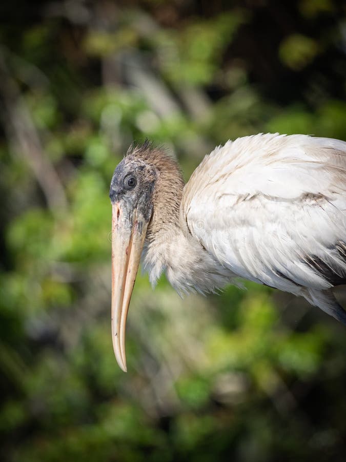 Large Juvenile wood stork stock image. Image of animal - 212360453