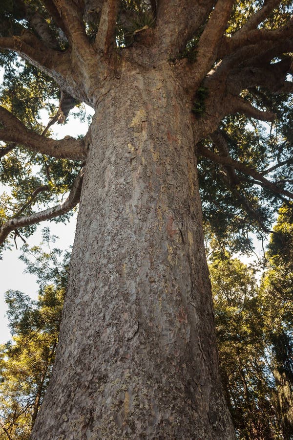 Large kauri tree stock photo. Image of trunk, ancient - 54279194