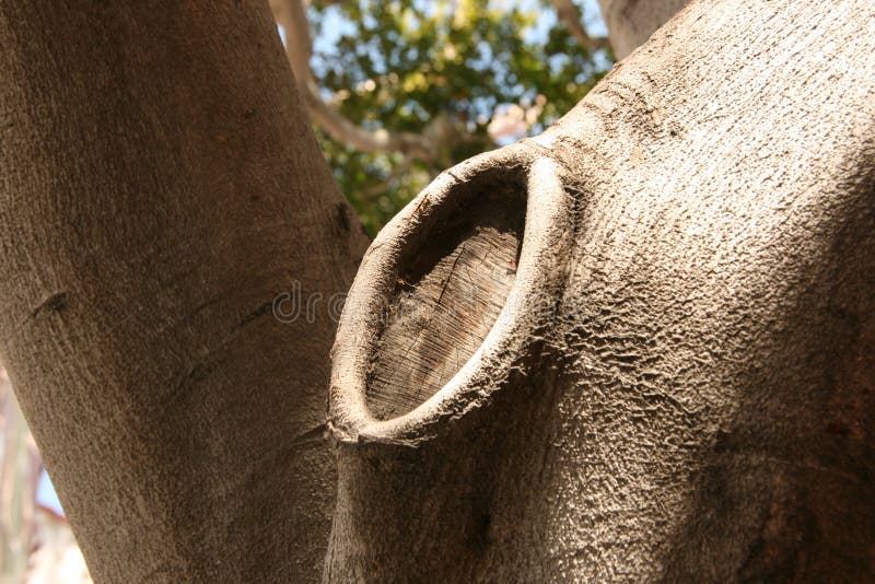 Tree Knot stock image. Image of large, round, bark, knot - 229867759