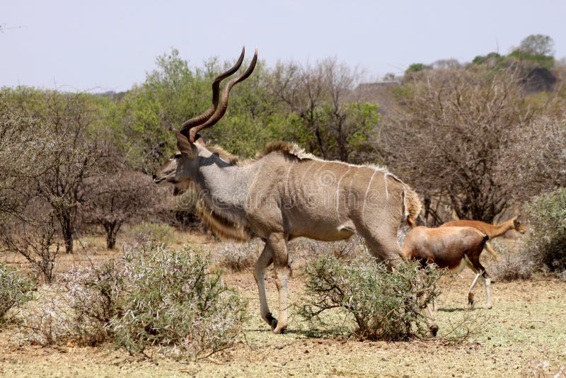 Large Kudu Bull Walking stock photo. Image of outdoor - 36131188