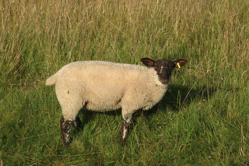 Lamb in Sunlight in Grassy Field Stock Image - Image of evening, ears ...