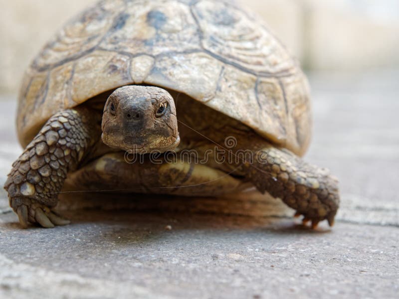 Large Land Turtle on the Bridge Patio Stock Image - Image of isolated ...
