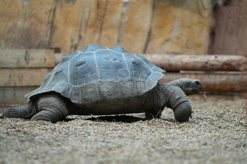 Large land turtle close-up stock photo. Image of animal - 367233580