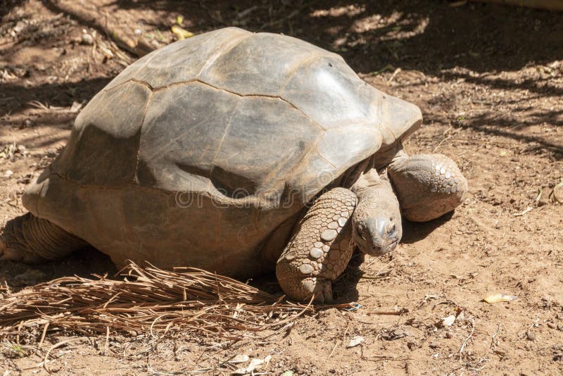 A Large Land Turtle in Its Enclosure Stock Photo - Image of environment ...