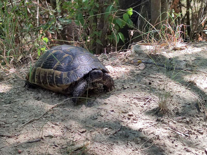 Large Land Turtle on a Path in the Forest Stock Photo - Image of ...