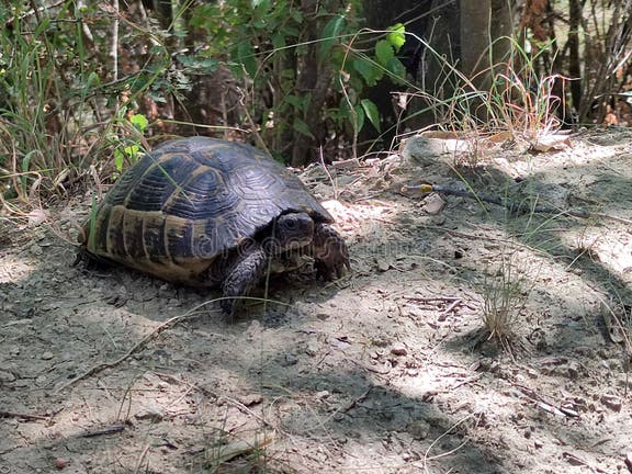 Large Land Turtle on a Path in the Forest Stock Photo - Image of ...
