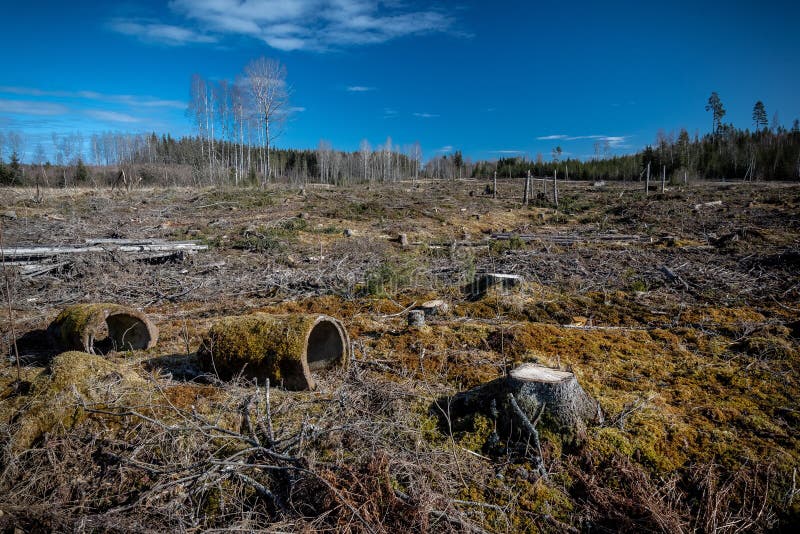 Large Landscape with Several Circular Objects on it Surrounded by Trees ...