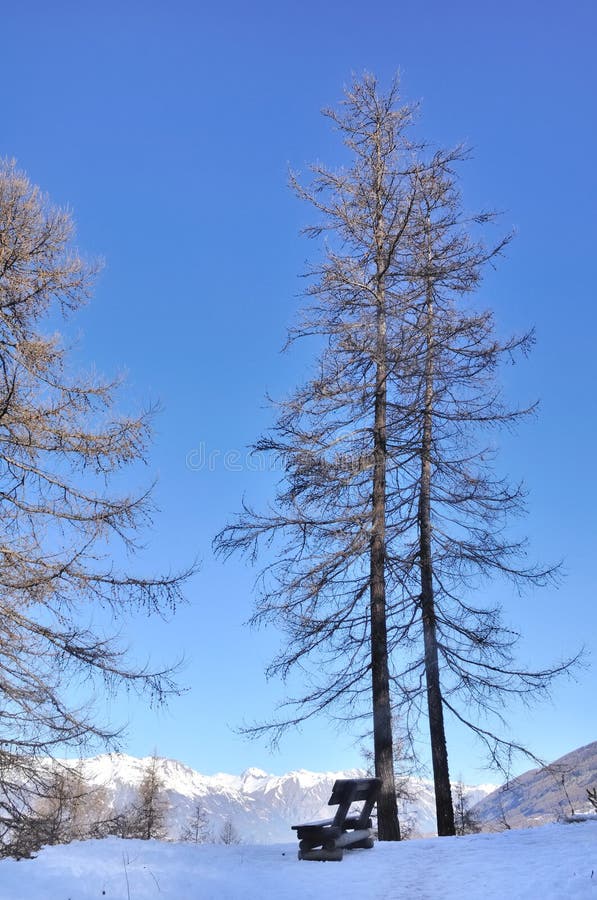 Large larch tree stock photo. Image of snow, larch, tree - 27563926