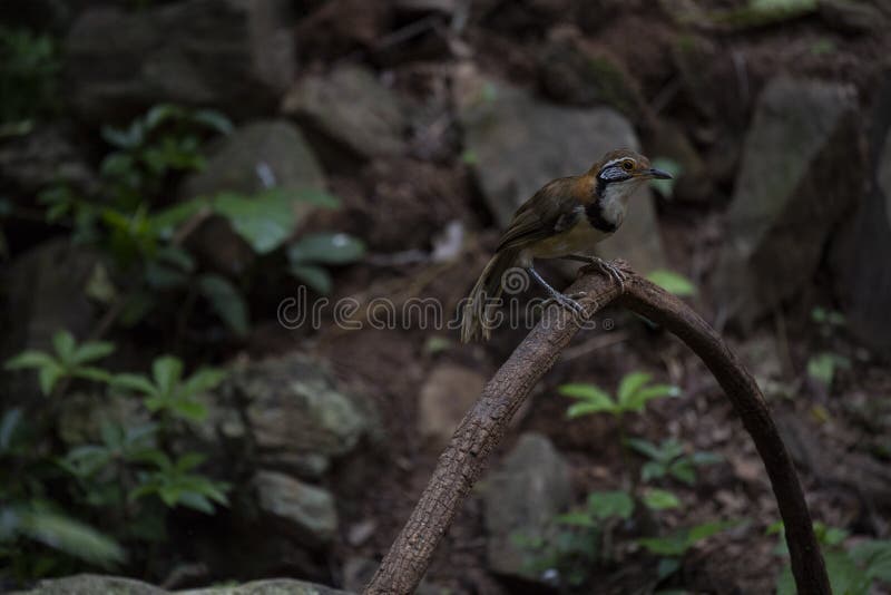 Greater Necklaced Laughingthrush Stock Photo - Image of necklace ...