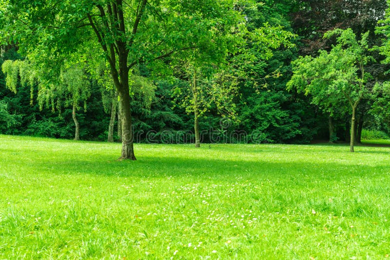 Large lawn with trees stock image. Image of lawn, public - 62272097