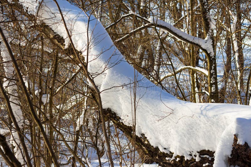 A Large Layer of Snow on a Tree Growing at an Angle in a Winter Forest ...