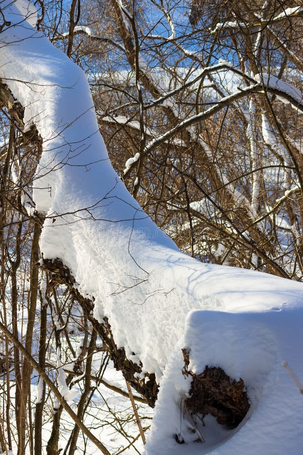 A Large Layer of Snow on a Tree Growing at an Angle in a Winter Forest ...