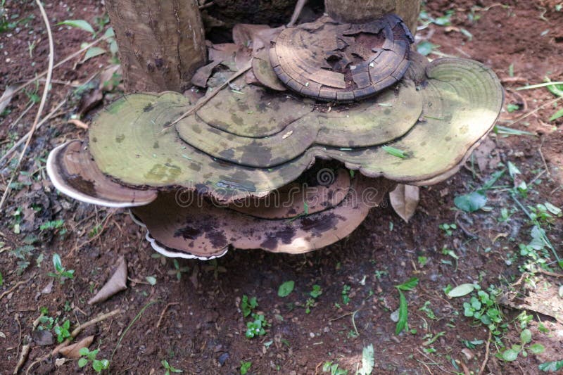 Large, Layered Bracket Fungus Growing at the Base of a Tree, Showcasing ...