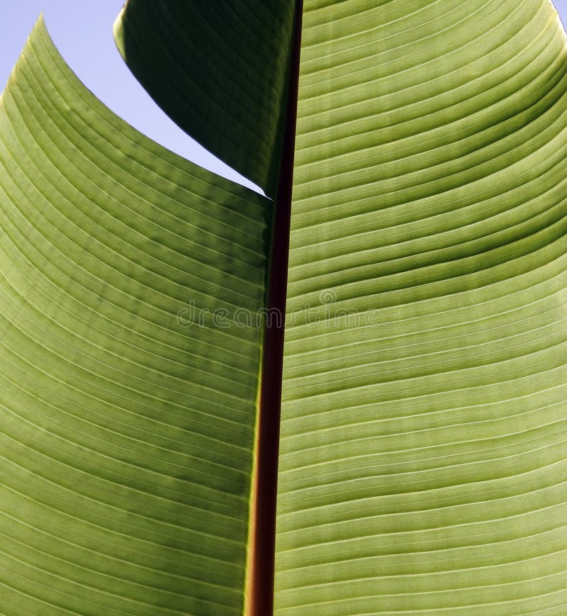 Large leaf stock image. Image of inheritance, background - 1331011
