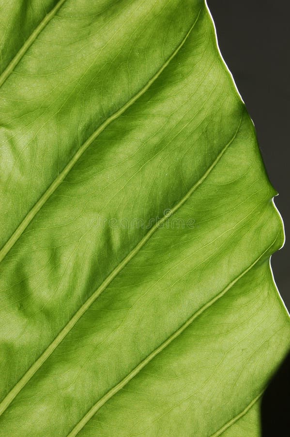 Large leaf stock photo. Image of biological, gardens, green - 2239808