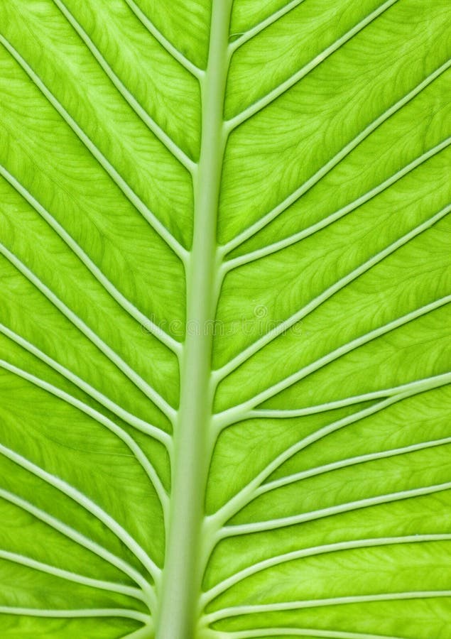 Large Leaf stock image. Image of background, summer, nature - 26694619