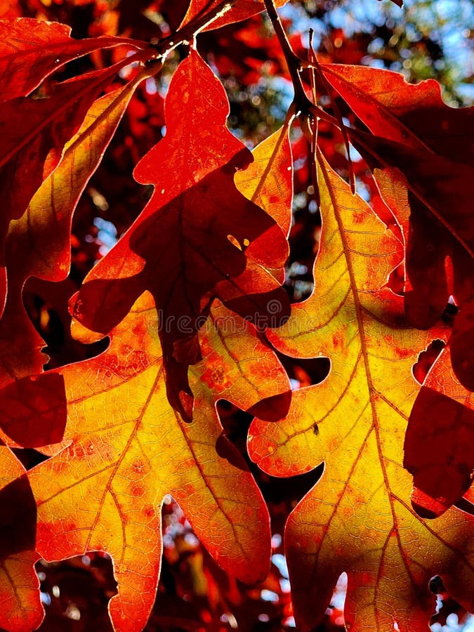 Large Leaf Brown Oak Nature Art Abstract Fall Autumn Leaf Stock Image ...