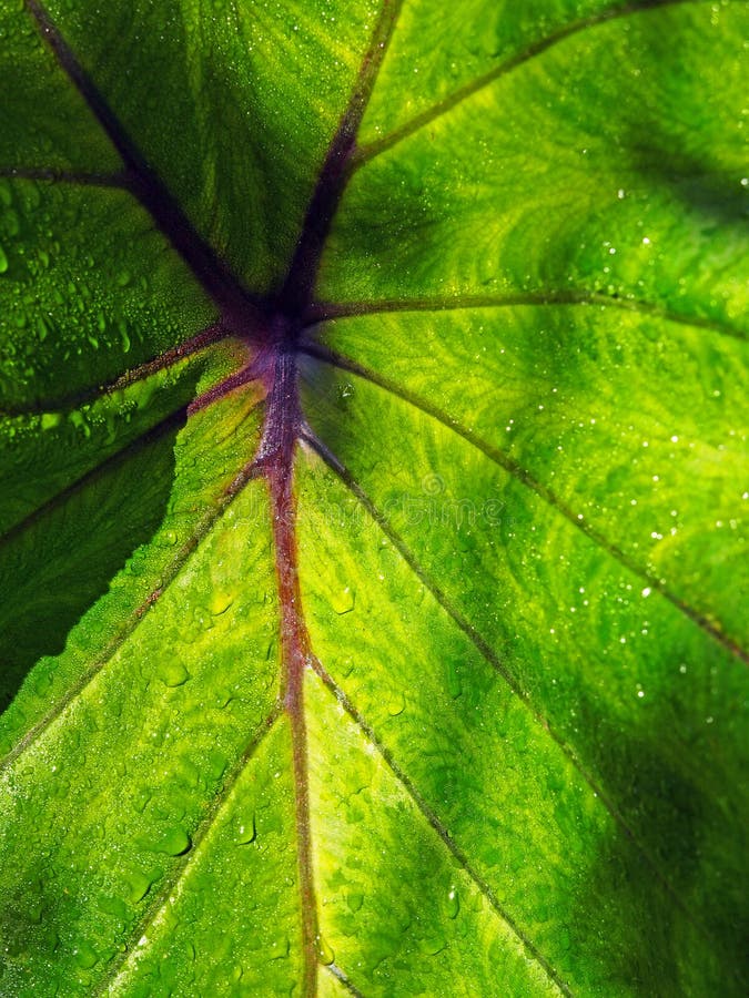 A large leaf close up stock photo. Image of water, leaf - 111072256