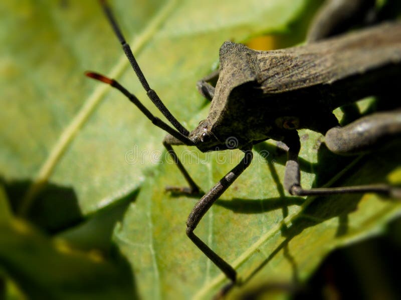 Large Leaf-footed insect stock photo. Image of twigs - 141774688