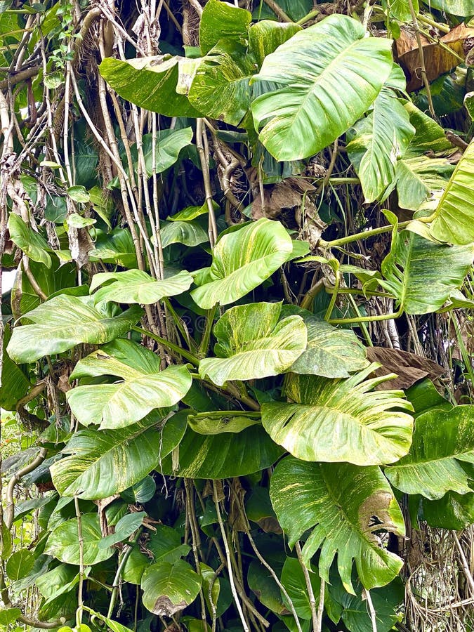 Large Leaf Green Plant Hilo Hawaii Stock Image - Image of hawaii, hilo ...
