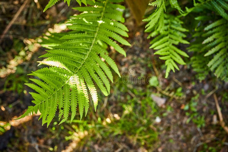 Large Leaf Growing in a Large Forest Stock Photo - Image of fall ...