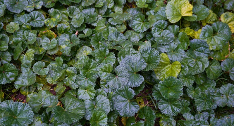 Large leaf lawns stock photo. Image of lawn, background - 261865298