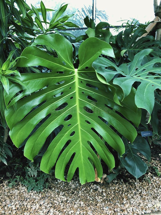 Large Leaf of Mostera Deliciosa. Stock Photo - Image of immense ...