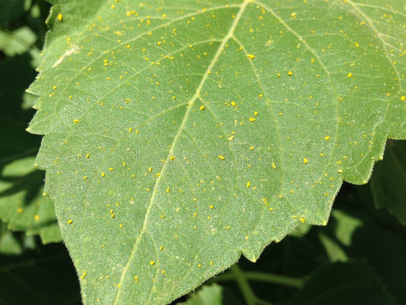 A large leaf of sunflower stock photo. Image of antenna - 149717658