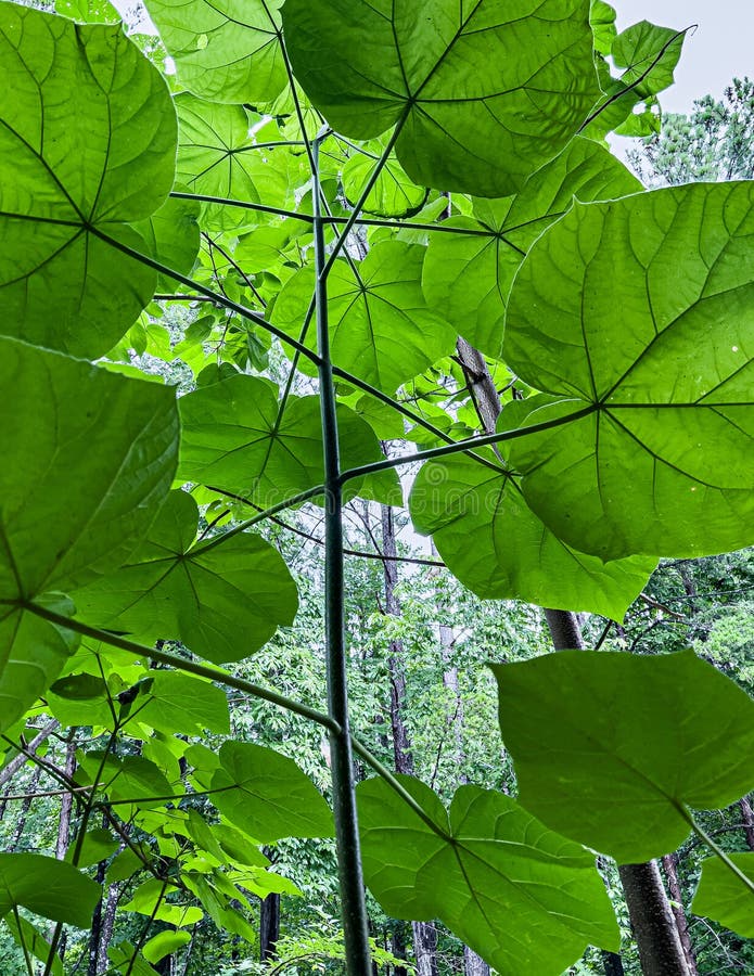 Large Leaf Trees stock photo. Image of nature, shade - 326139918