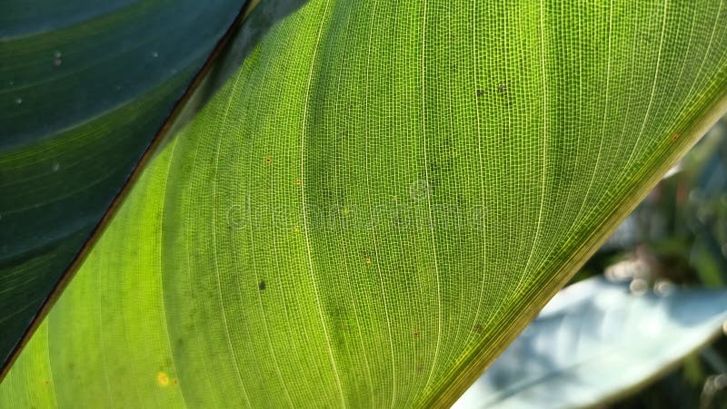 A Large Leaf of a Tropical Leaf and Its Structure in a Macro Shot Stock ...