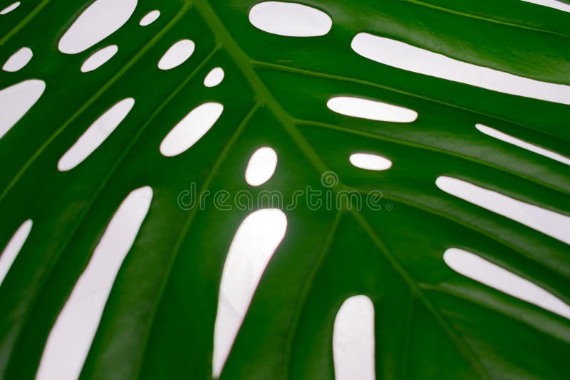 Large Leaf of Tropical Monstera Tree. Close-up. Stock Photo - Image of ...