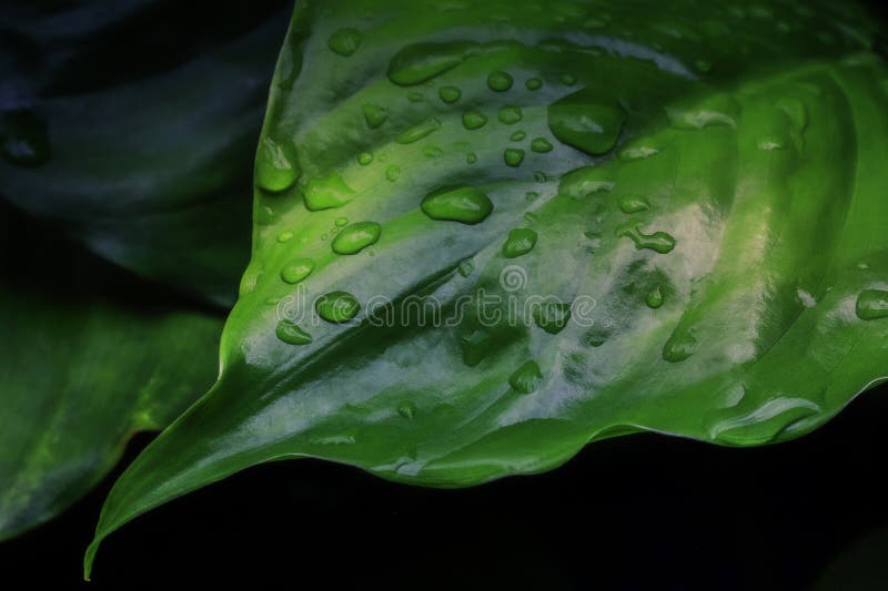 Large Leaf with Water Drops Stock Photo - Image of raindrop, raindrops ...