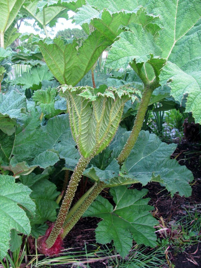 331 Gunnera Manicata Stock Photos - Free & Royalty-Free Stock Photos ...