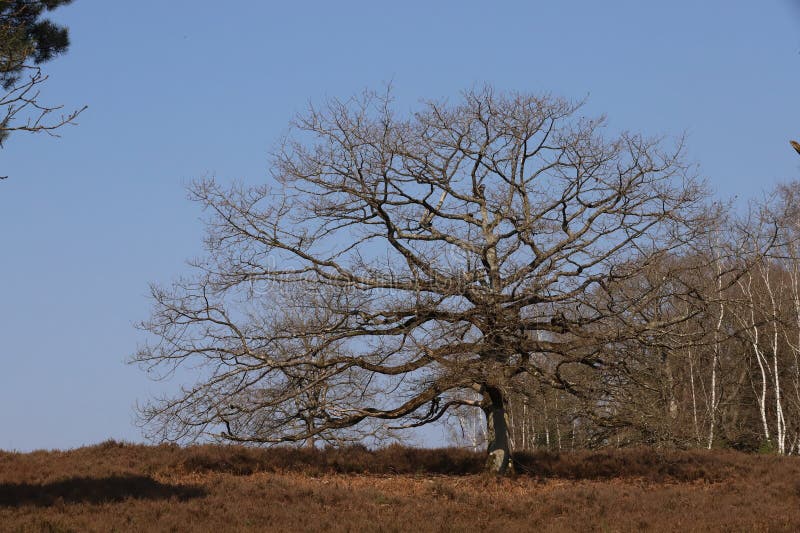 Large Leafless Oak Tree, Bare in the Heart of Winter. Skeleton of Trunk ...