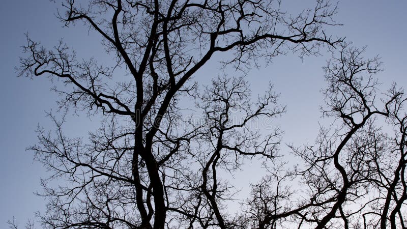 Large Leafless Oak Tree, Bare in the Heart of Winter. Skeleton of Trunk ...