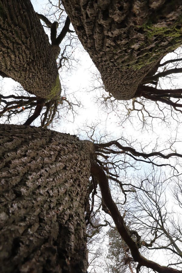 Large Leafless Oak Tree, Bare in the Heart of Winter. Skeleton of Trunk ...