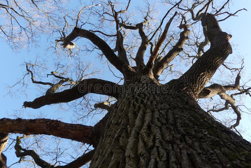 Large Leafless Oak Tree, Bare in the Heart of Winter. Skeleton of Trunk ...